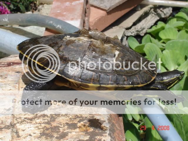 Trachemys sp. - podredumbre de caparazón | Fauna Exótica