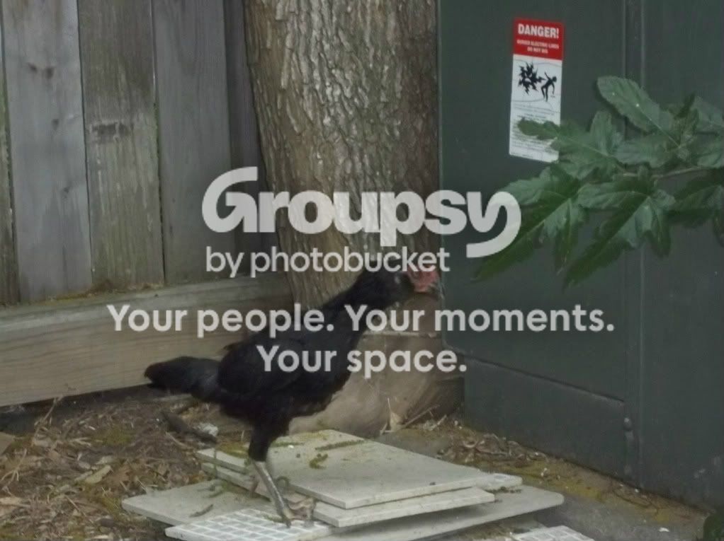 Possible rare Yakido hen found :D | BackYard Chickens - Learn How to ...