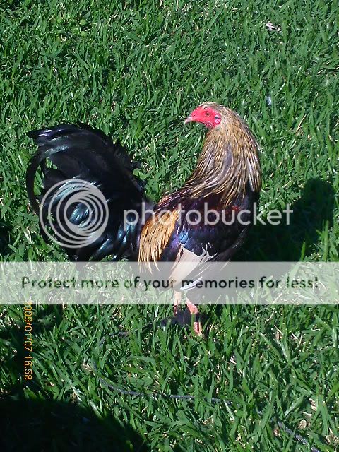 Selling out All American Gamefowl Prices vary!! | BackYard Chickens ...