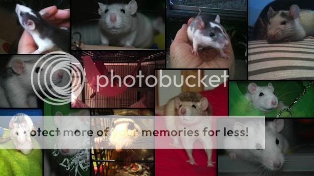 A reminder about irresponsible breeding... : r/RATS