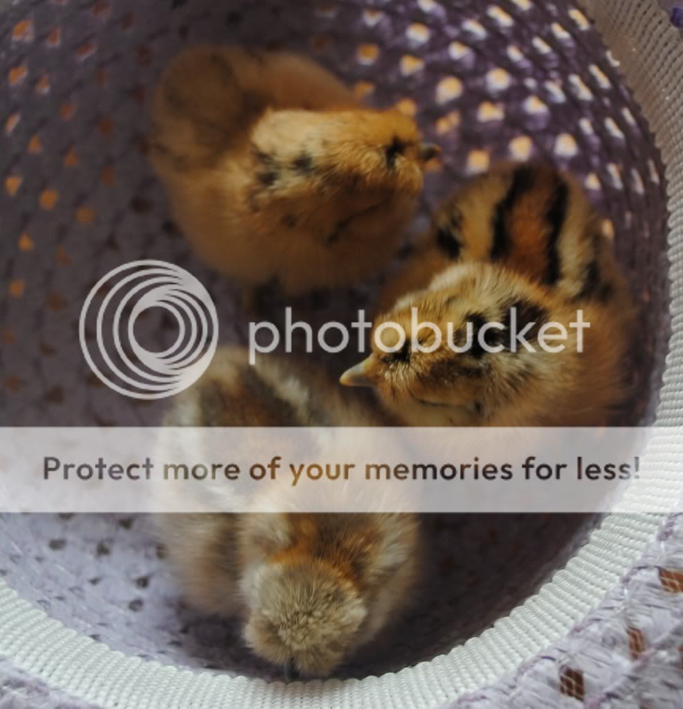 Silkie Experts! ?? on these Partridge chicks...NEW Color questions too ...