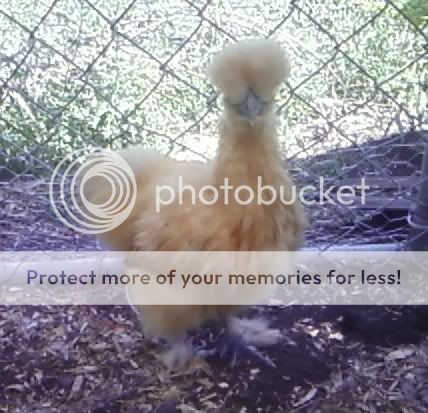 Buff to splash or blue | BackYard Chickens - Learn How to Raise Chickens