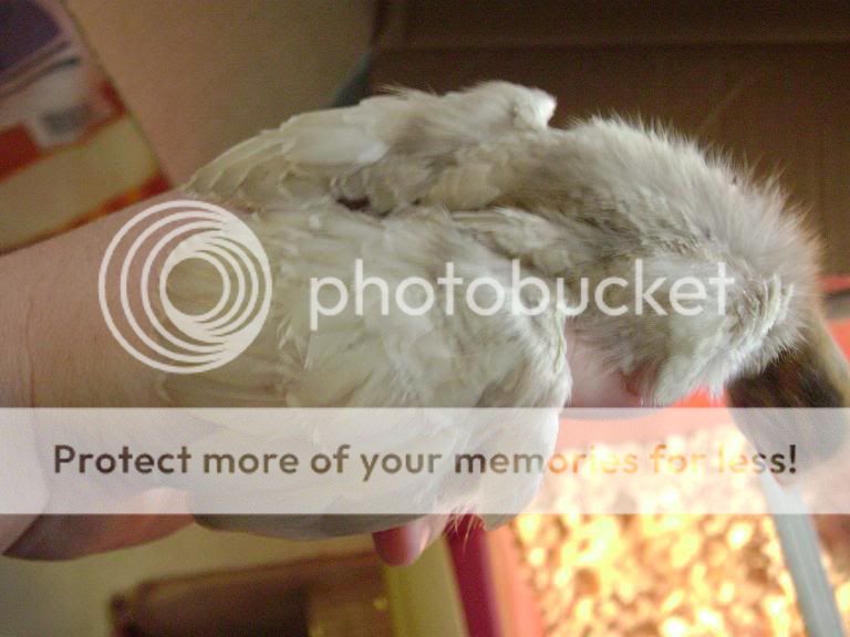 2 week old keets...pics | BackYard Chickens - Learn How to Raise Chickens