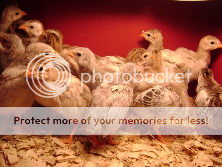 2 week old keets...pics | BackYard Chickens - Learn How to Raise Chickens