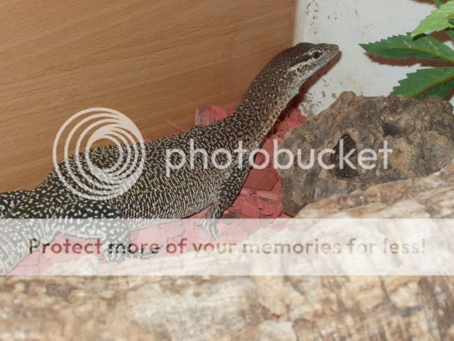 Male Timor Monitor for sale | Reptile Forums