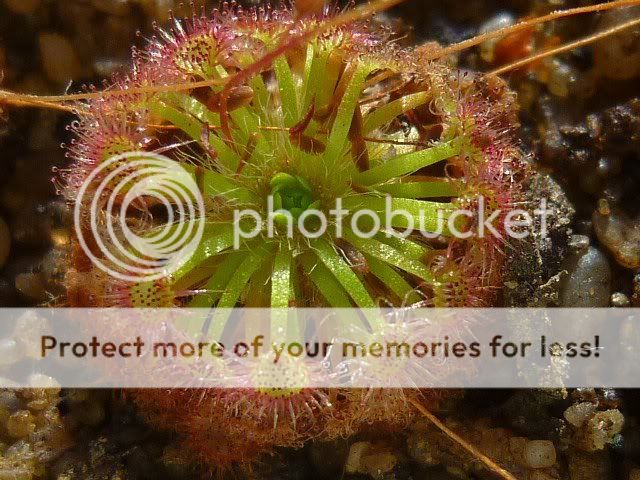 Pygmy Drosera photo thread | TerraForums Venus Flytrap, Nepenthes ...