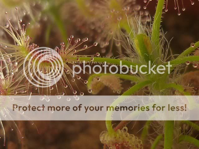 Pygmy Drosera photo thread | TerraForums Venus Flytrap, Nepenthes ...