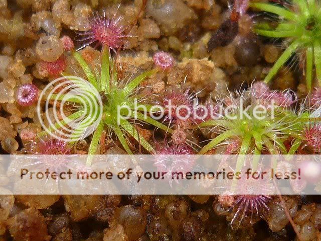 Pygmy Drosera photo thread | TerraForums Venus Flytrap, Nepenthes ...