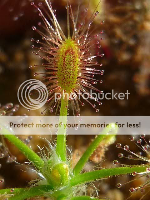 Pygmy Drosera photo thread | TerraForums Venus Flytrap, Nepenthes ...