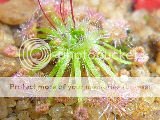 Pygmy Drosera photo thread | TerraForums Venus Flytrap, Nepenthes ...