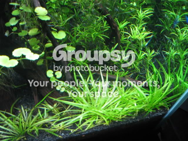 want a true low-tech, have a few questions | The Planted Tank Forum
