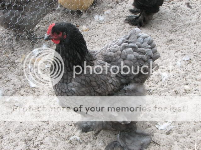 Cochin experts please look | BackYard Chickens - Learn How to Raise ...